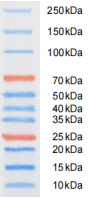 彩色预染蛋白Marker（10-250KD)(双色)