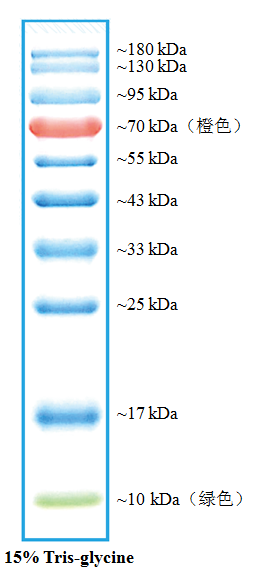 彩色预染标准分子量蛋白Marker（10-180KD)(三色)