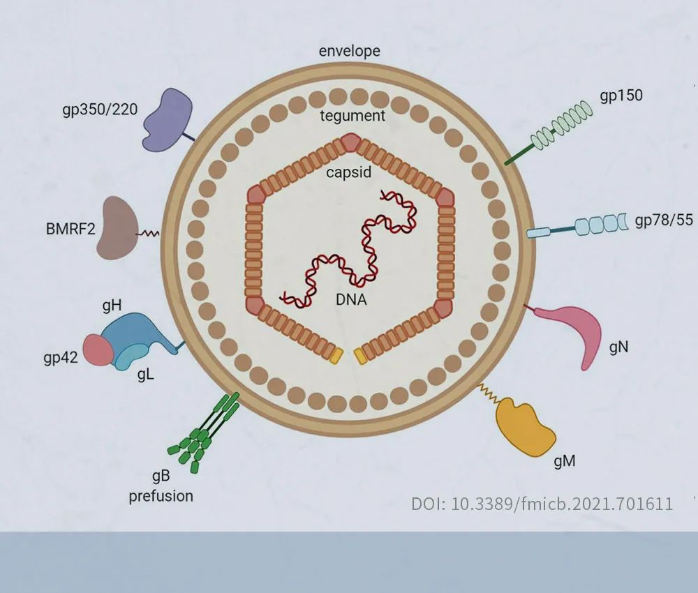 新品上线 | EBV病毒抗原抗体系列，助力疫苗与诊断试剂研究！