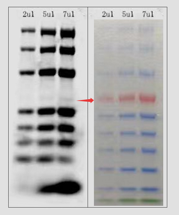 彩色预染标准分子量蛋白Marker（10-180KD)(三色)