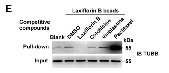 Tubulin beta Rabbit Polyclonal Antibody