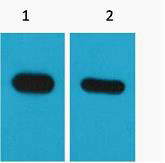 CBP-Tag Mouse Monoclonal Antibody