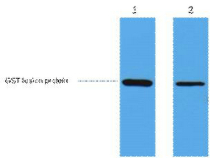 GST-Tag Rabbit Polyclonal Antibody