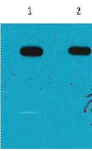 MBP-Tag Rabbit Polyclonal Antibody