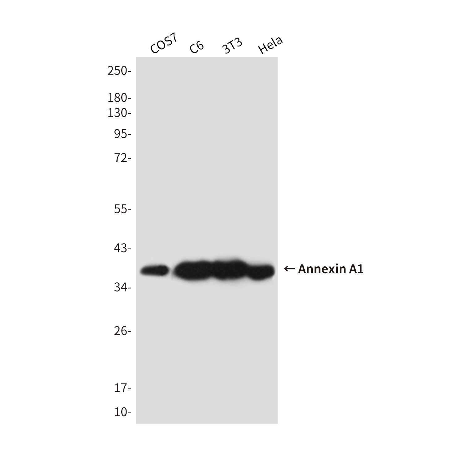 Annexin A1 (18B18) Mouse Monoclonal Antibody