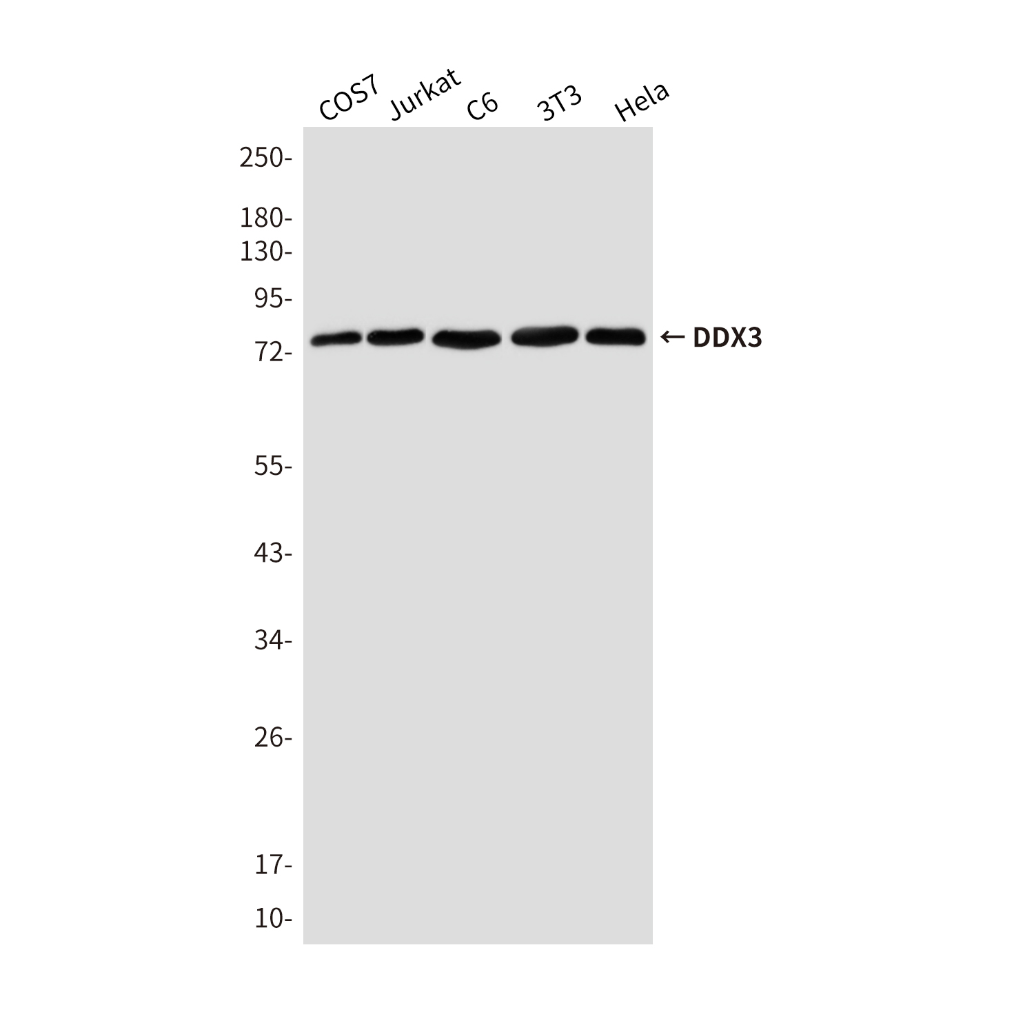 DDX3 (9U13) Mouse Monoclonal Antibody