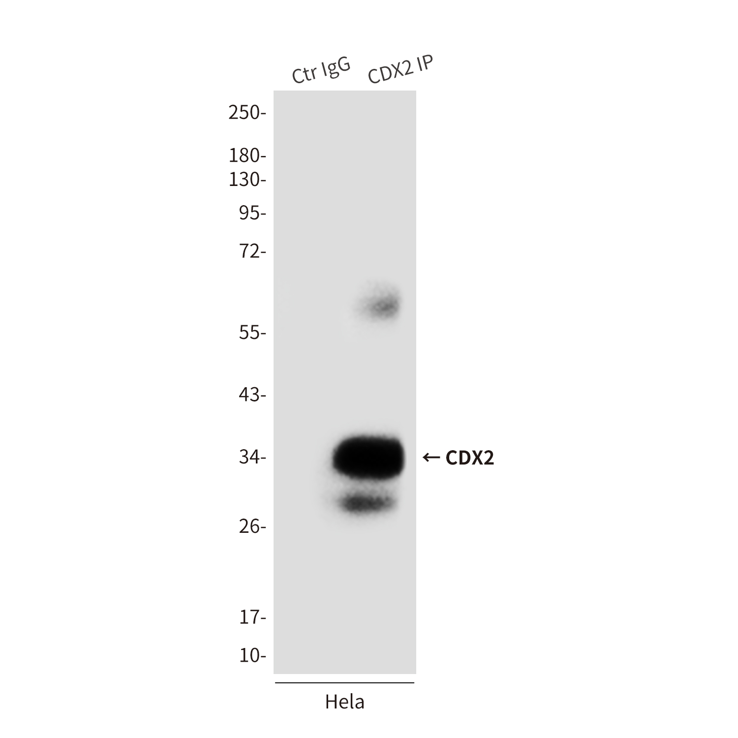 CDX2 (4U4) Mouse Monoclonal Antibody