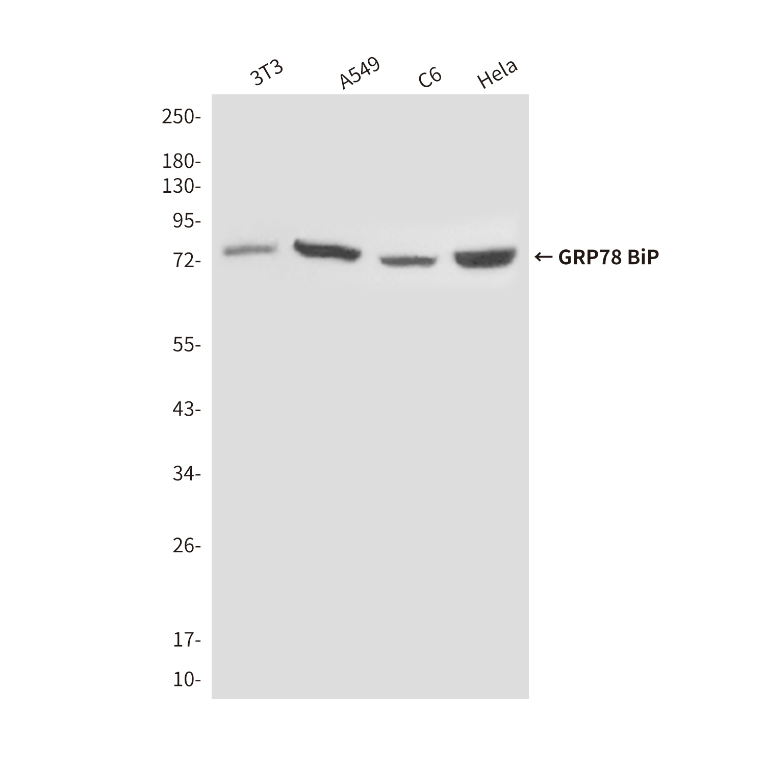 GRP78 BiP (19V5) Mouse Monoclonal Antibody