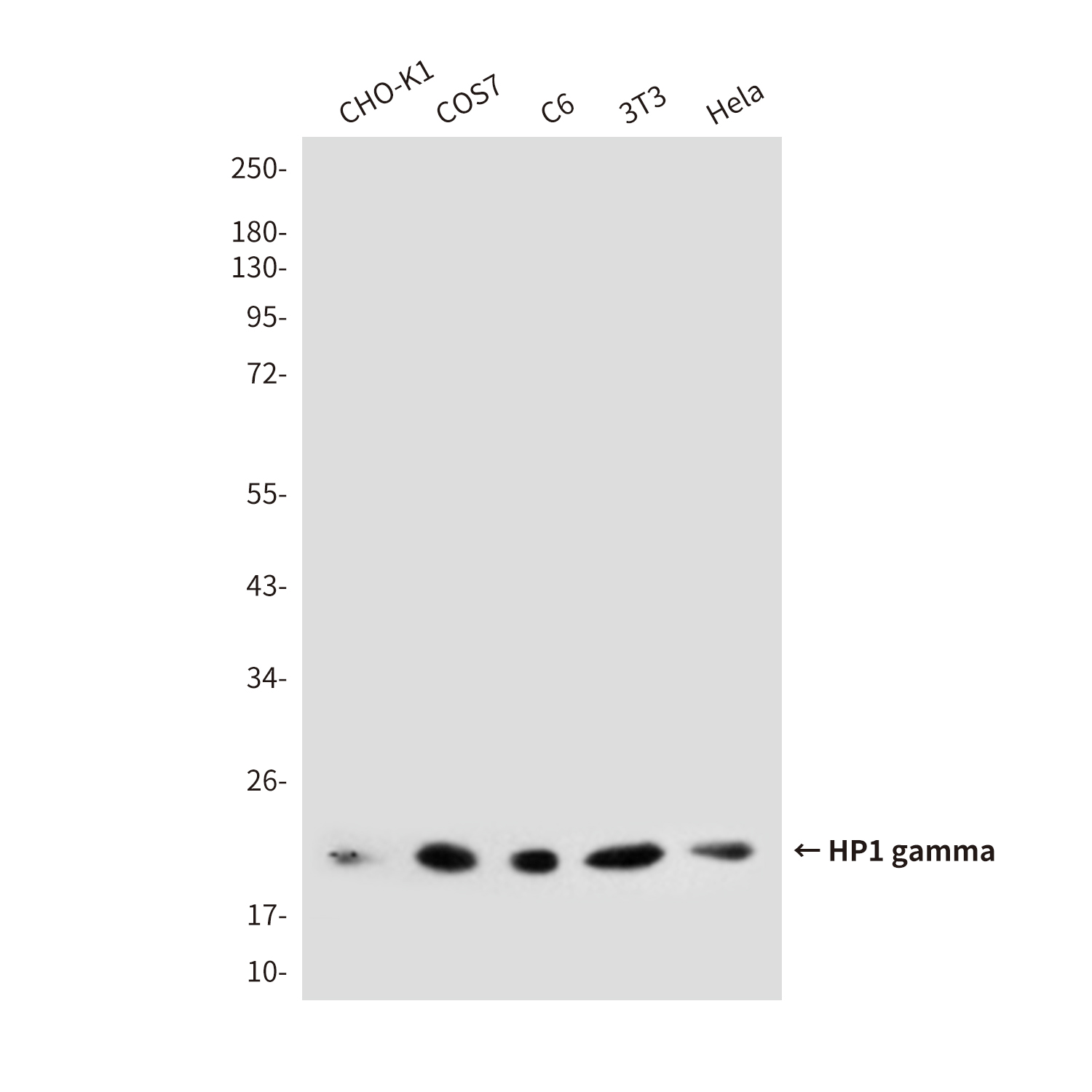 HP1 gamma (11L14) Mouse Monoclonal Antibody