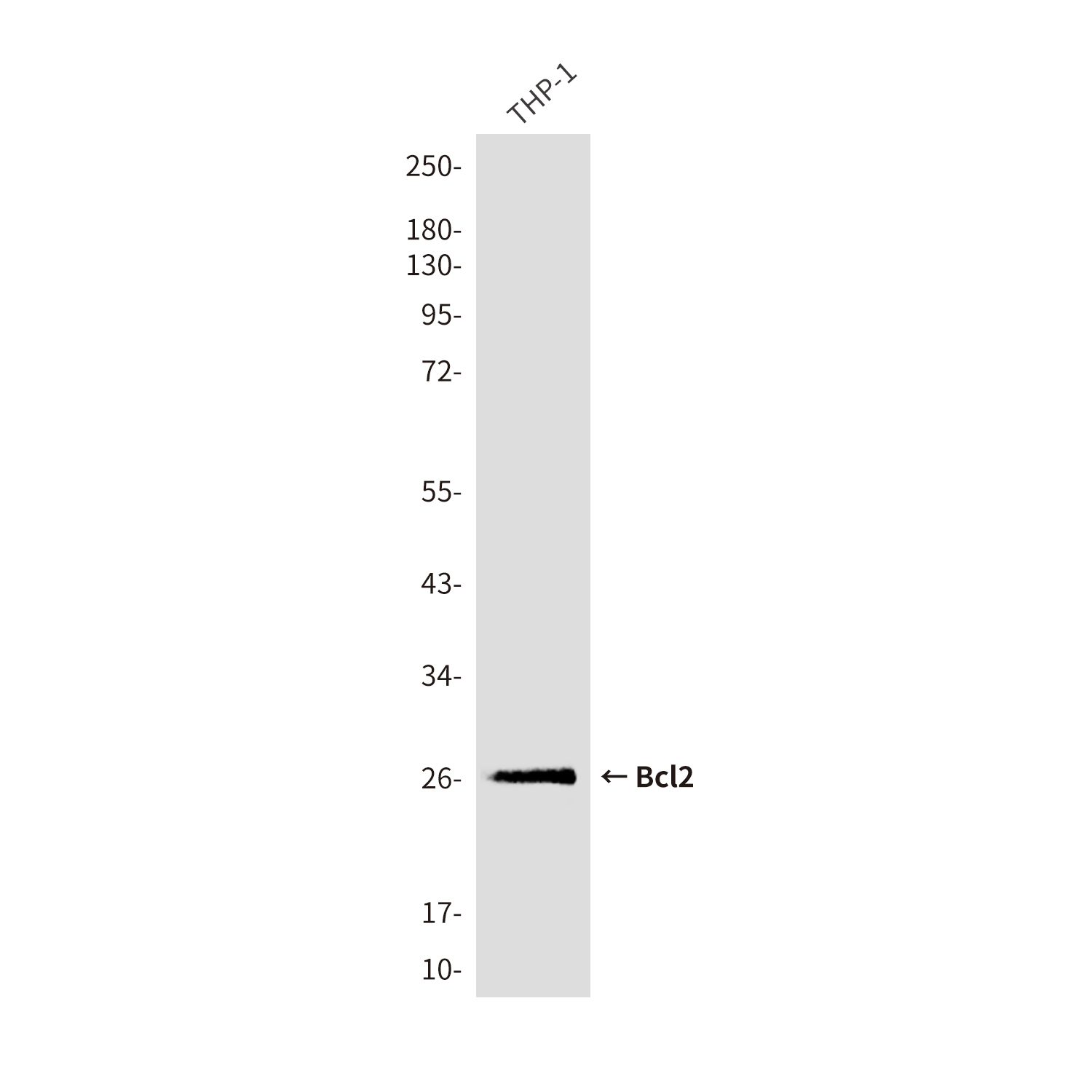 Bcl2 (11X7) Mouse Monoclonal Antibody