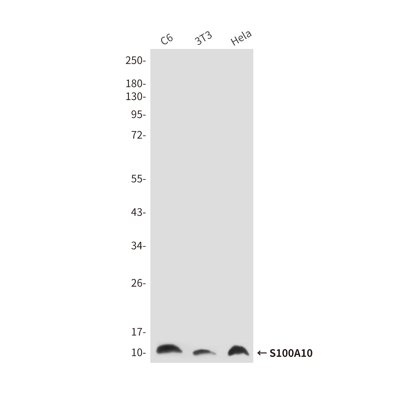 S100A10 (2J8) Mouse Monoclonal Antibody
