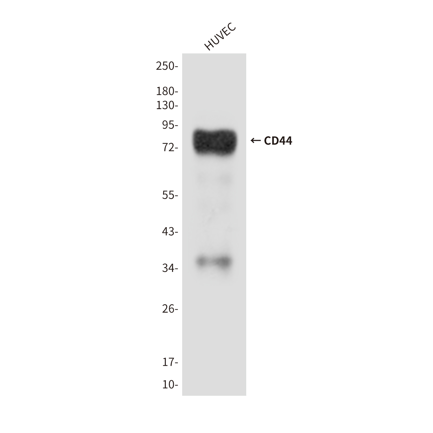 CD44 (15I12) Mouse Monoclonal Antibody