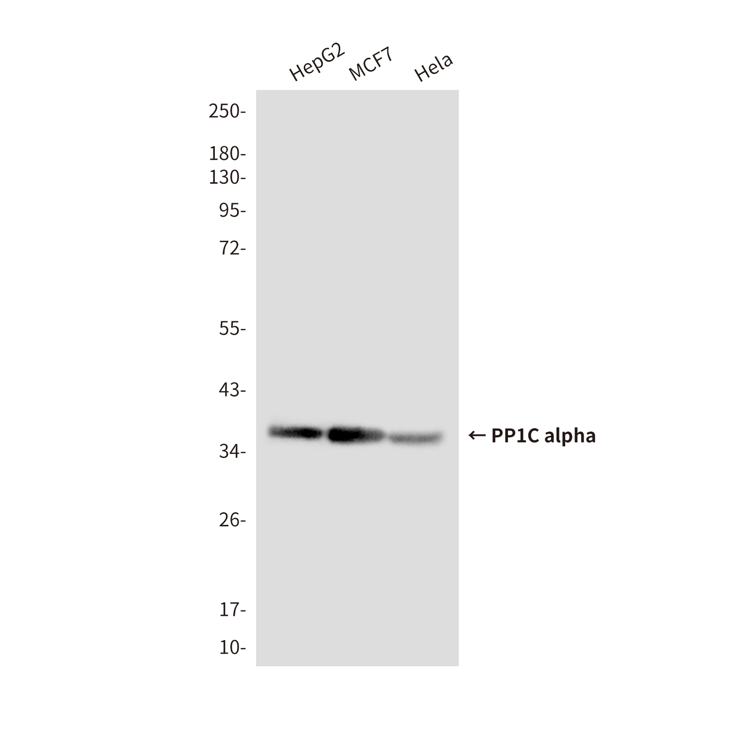 PP1C alpha (2Q13) Mouse Monoclonal Antibody