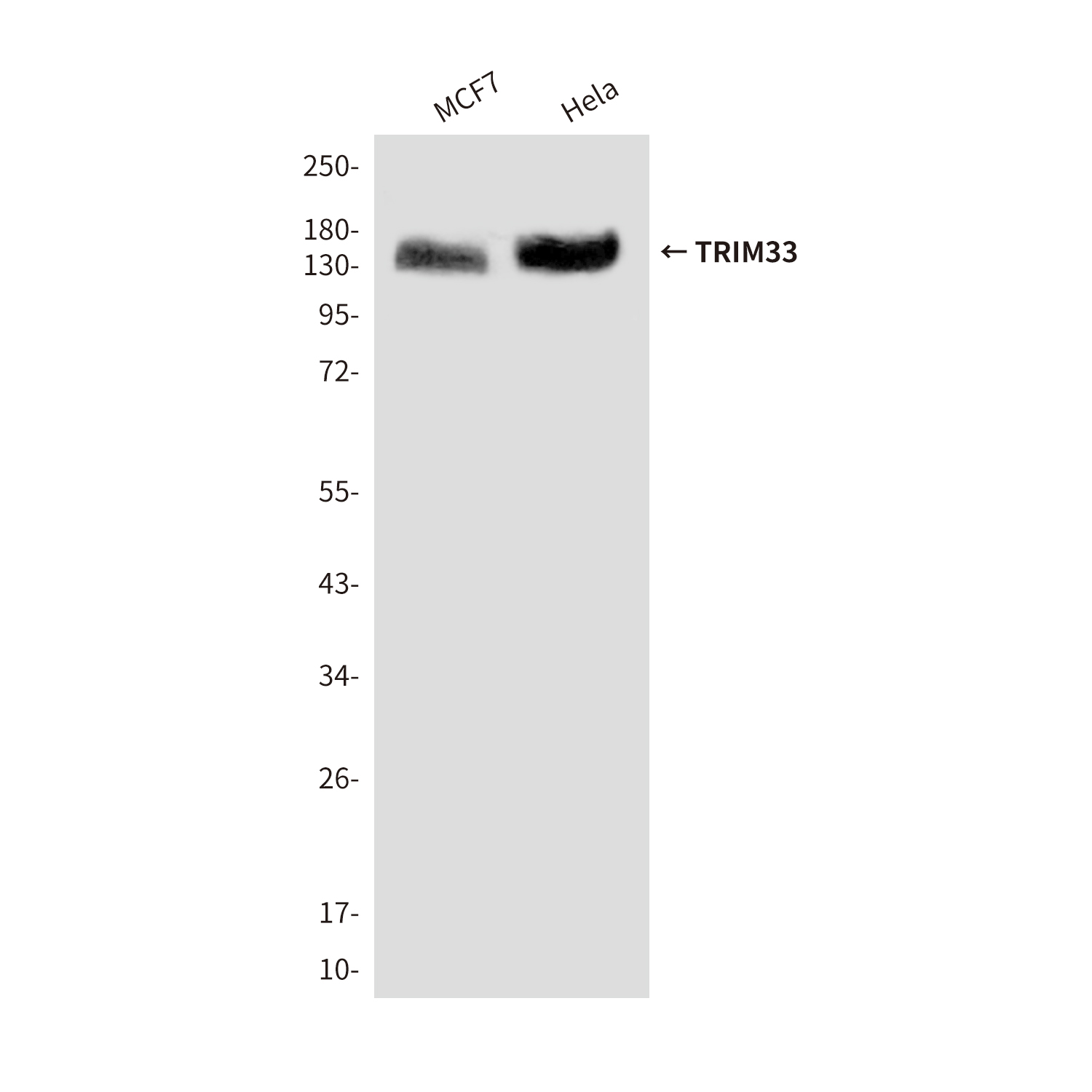 TRIM33 (17Y10) Mouse Monoclonal Antibody