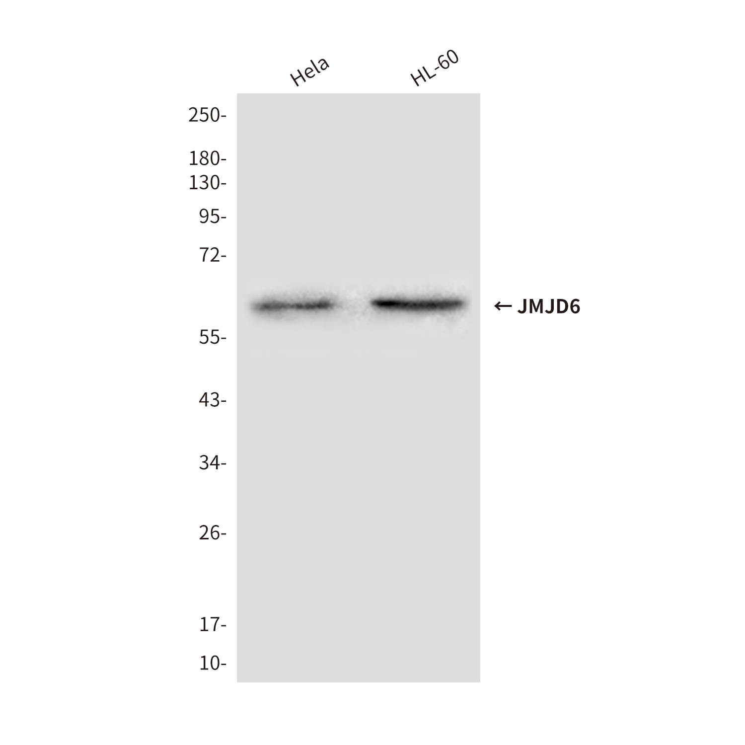 JMJD6 (2K4) Mouse Monoclonal Antibody