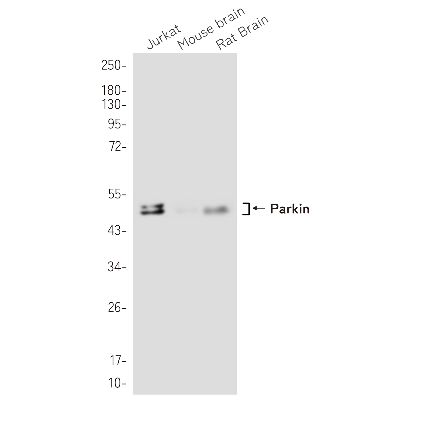 Parkin (2V15) Rabbit Monoclonal Antibody