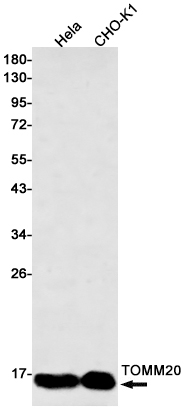TOMM20 (9X5) Rabbit Monoclonal Antibody