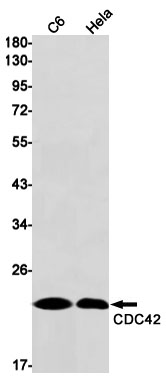 CDC42 (15K1) Rabbit Monoclonal Antibody