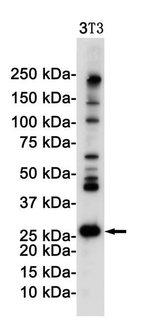 DDIT3 (4C4) Rabbit Monoclonal Antibody