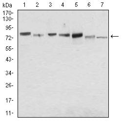 SDC1 Mouse Monoclonal Antibody