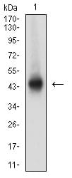 ACTA2 Mouse Monoclonal Antibody