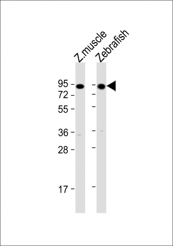 hsp90a.1 Rabbit Polyclonal Antibody (Center)