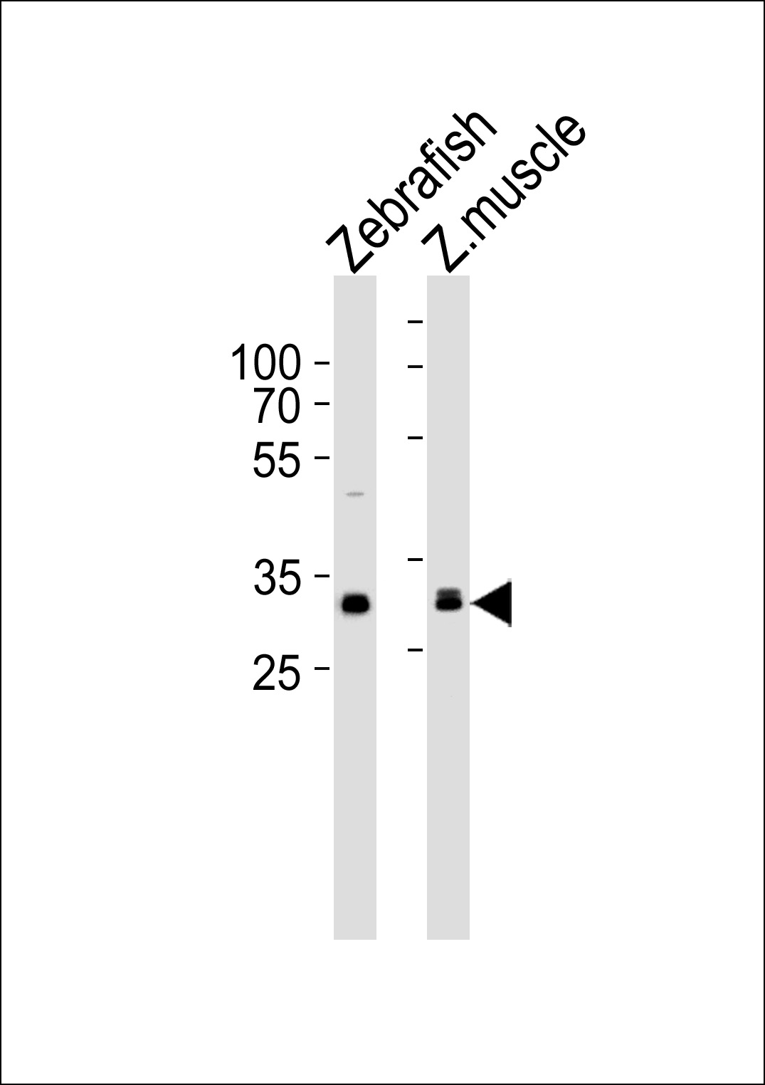 (DANRE) afmid Rabbit Polyclonal Antibody (N-term)