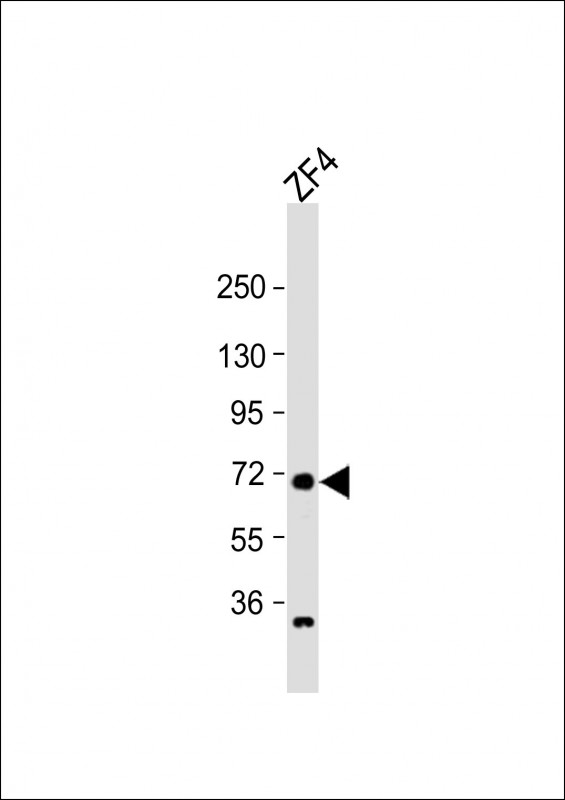 (DANRE) rab11fip4a Rabbit Polyclonal Antibody (Center)
