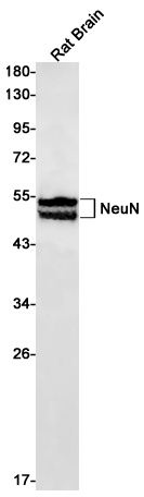 NeuN (11E16) Rabbit Monoclonal Antibody
