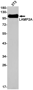 LAMP2A (16T4) Rabbit Monoclonal Antibody