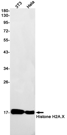 Histone H2A.X (13P7) Rabbit Monoclonal Antibody