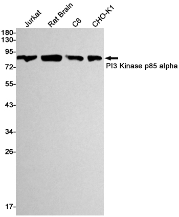 PI3 Kinase p85 alpha (16D8) Rabbit Monoclonal Antibody