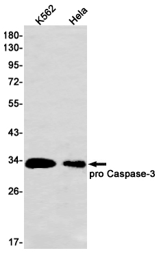 Caspase-3 (16X19) Rabbit Monoclonal Antibody