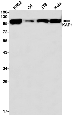 KAP1 (1A14) Rabbit Monoclonal Antibody