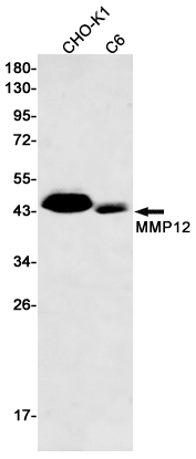 MMP12 (3R7) Rabbit Monoclonal Antibody