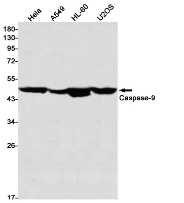 cleaved Caspase-9 (19A15) Rabbit Monoclonal Antibody