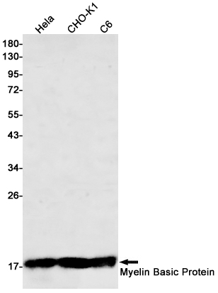 Myelin Basic Protein (9X19) Rabbit Monoclonal Antibody