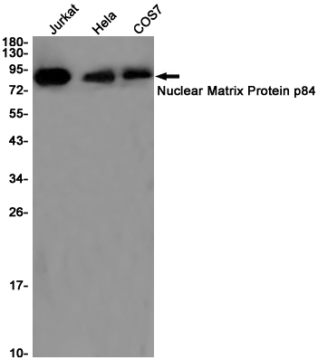 Nuclear Matrix Protein p84 (1U6) Rabbit Monoclonal Antibody