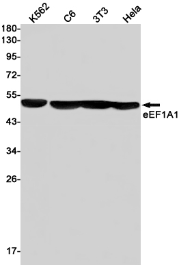 eEF1A1 (19R16) Rabbit Monoclonal Antibody