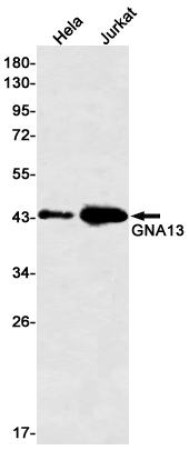G protein alpha 13 (7L1) Rabbit Monoclonal Antibody