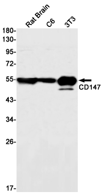 CD147 (14T8) Rabbit Monoclonal Antibody