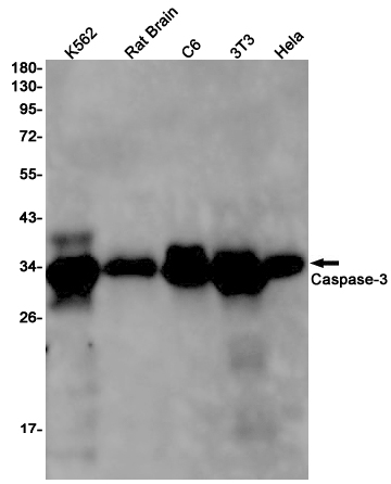 Caspase 3 (4I7) Rabbit Monoclonal Antibody