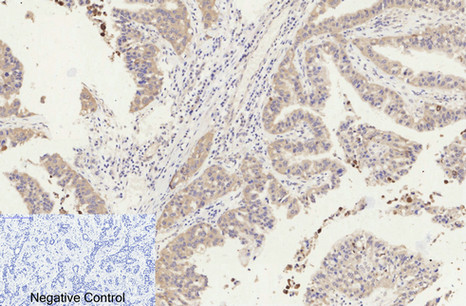 Caspase-8 (Cleaved D384) Rabbit Polyclonal Antibody