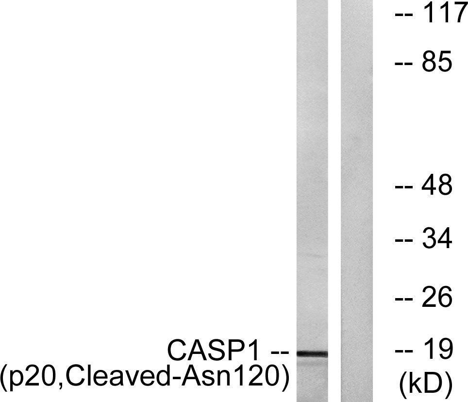 Caspase-1 p20 (Cleaved N120) Rabbit Polyclonal Antibody