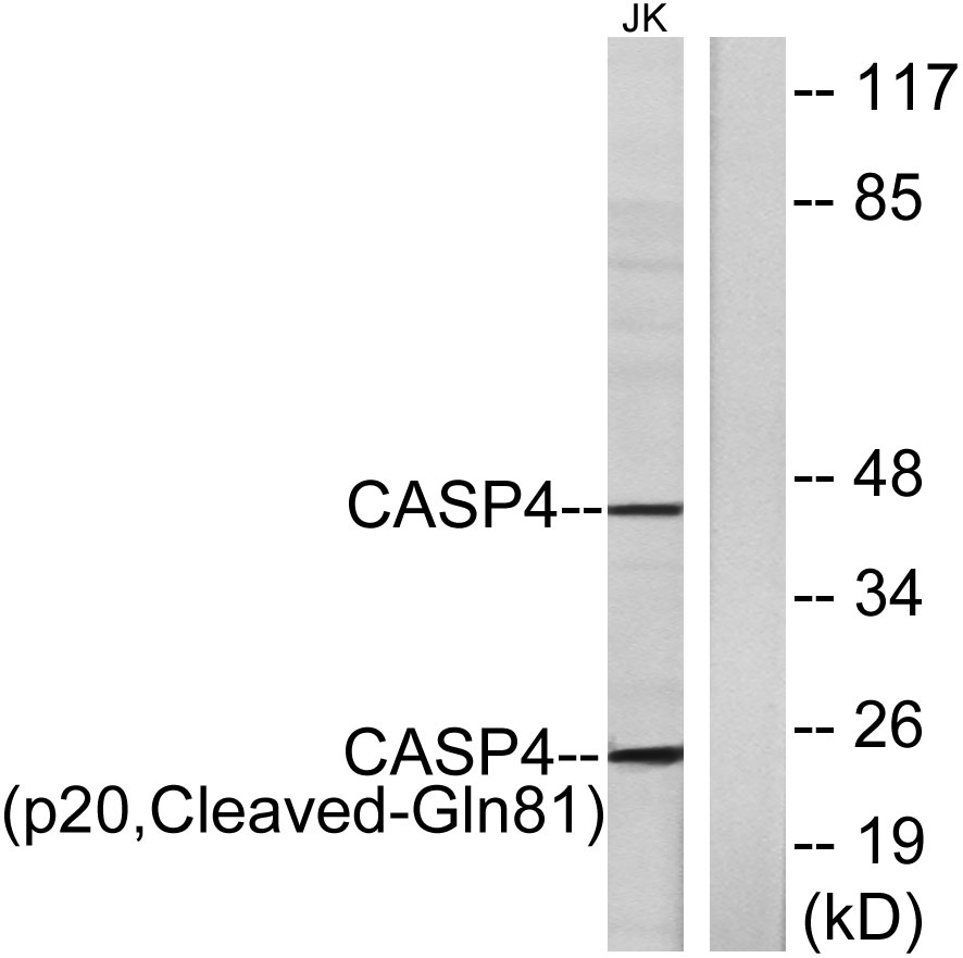 Caspase-4 p20 (Cleaved Q81) Rabbit Polyclonal Antibody