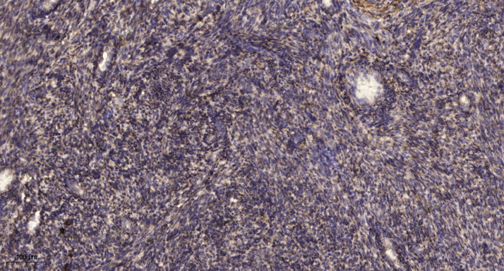 Caspase-4 p20 (Cleaved Q81) Rabbit Polyclonal Antibody