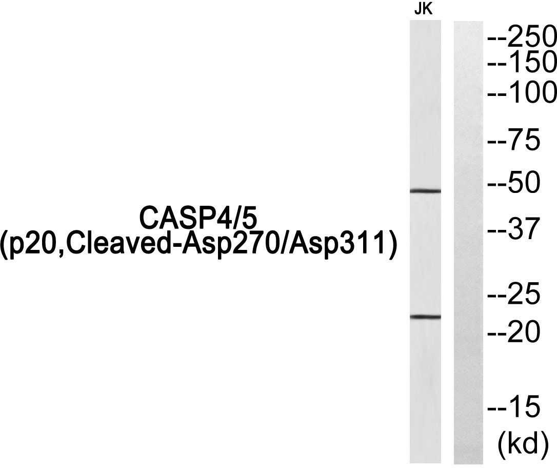 Caspase-4/5 p20 (Cleaved D270/D311) Rabbit Polyclonal Antibody