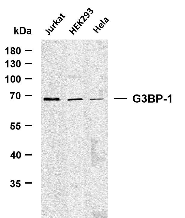G3BP1 (PTR1324) Mouse Monoclonal Antibody