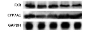 NR1H4 Rabbit Polyclonal Antibody