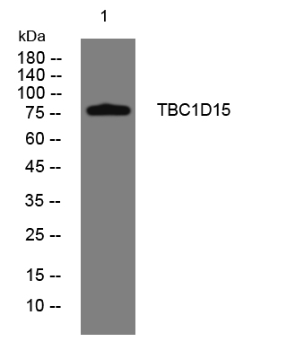 TBC1D15 Rabbit Polyclonal Antibody
